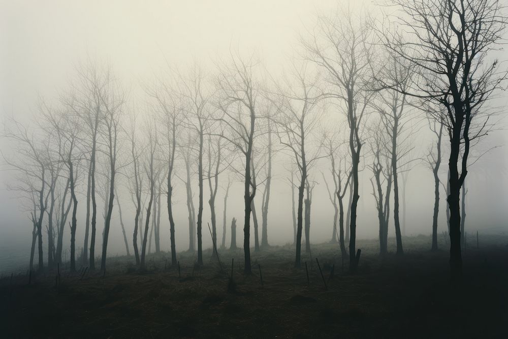 Tree line fog outdoors woodland. | Free Photo - rawpixel