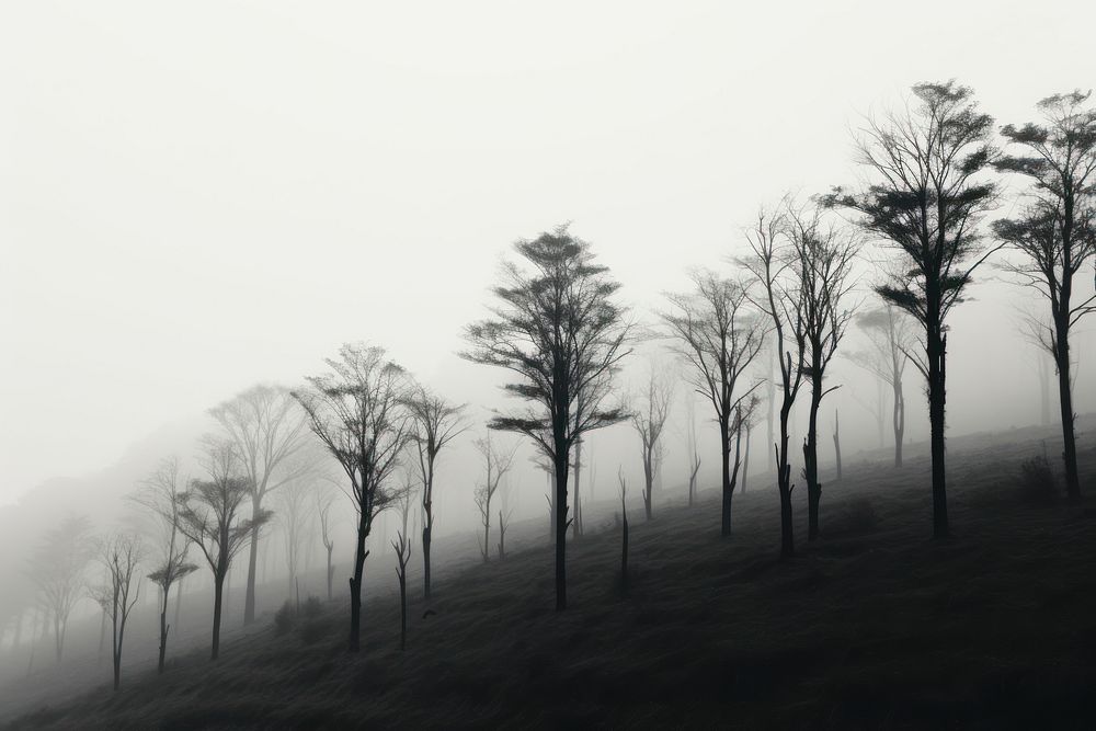 Tree line fog outdoors nature. | Premium Photo - rawpixel