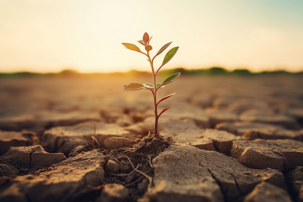 Plant growing dry ground outdoors | Premium Photo - rawpixel