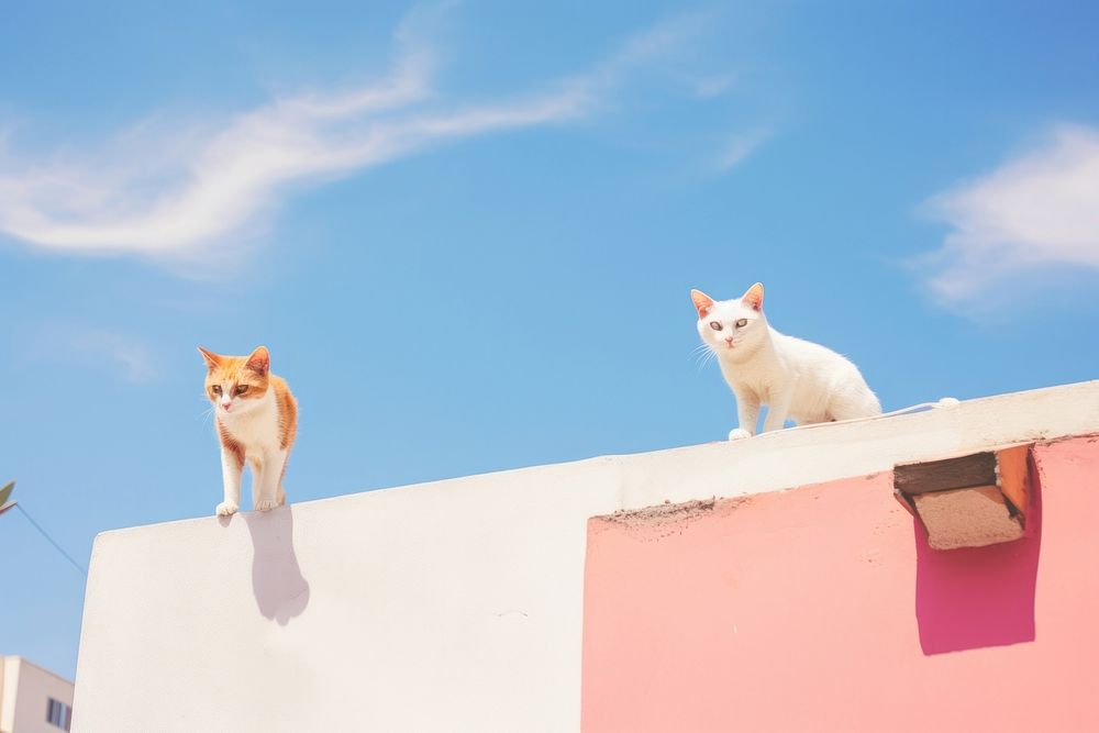 Cat architecture animal mammal. AI | Free Photo - rawpixel