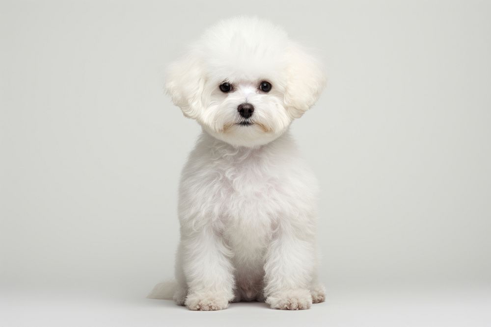 Bichon dog mammal animal puppy. | Free Photo - rawpixel