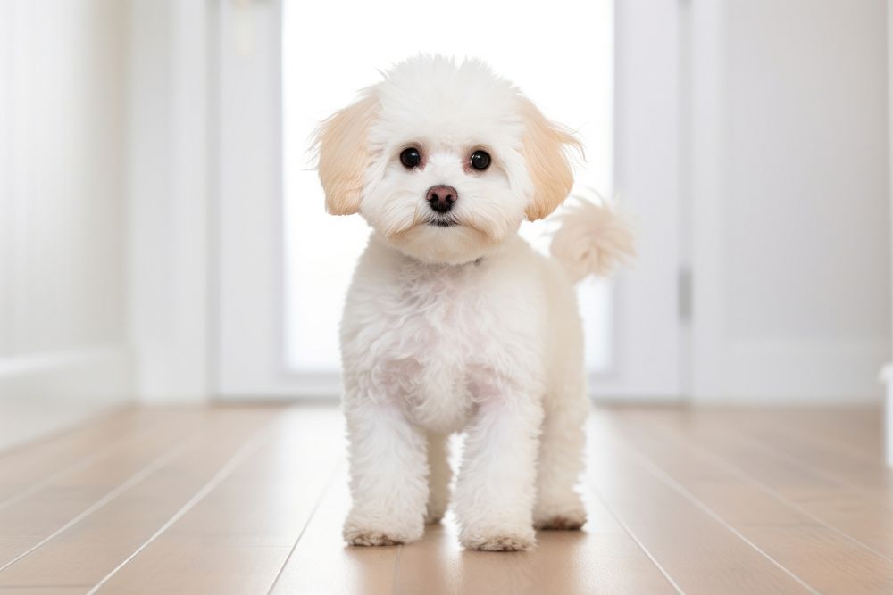Bichon dog animal mammal puppy. | Free Photo - rawpixel