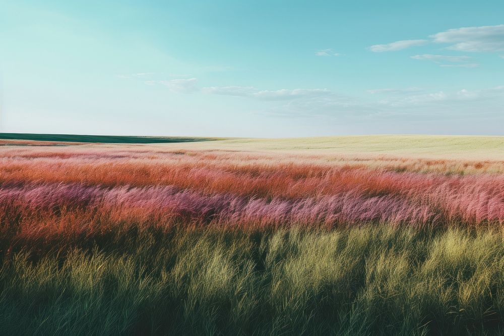 minimal-large grass feild landscape outdoors | Premium Photo - rawpixel