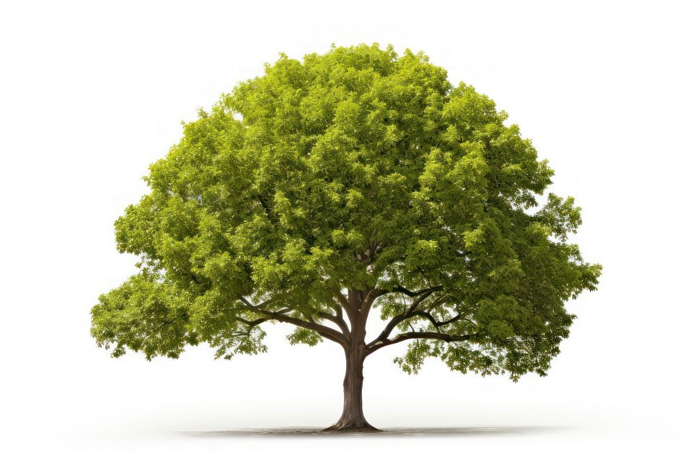 Elm tree plant nature green. | Premium Photo - rawpixel