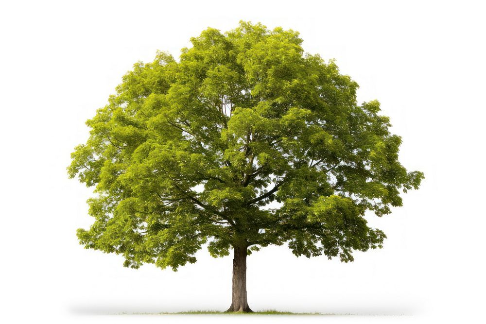 Hazel plant tree nature. AI | Premium Photo - rawpixel