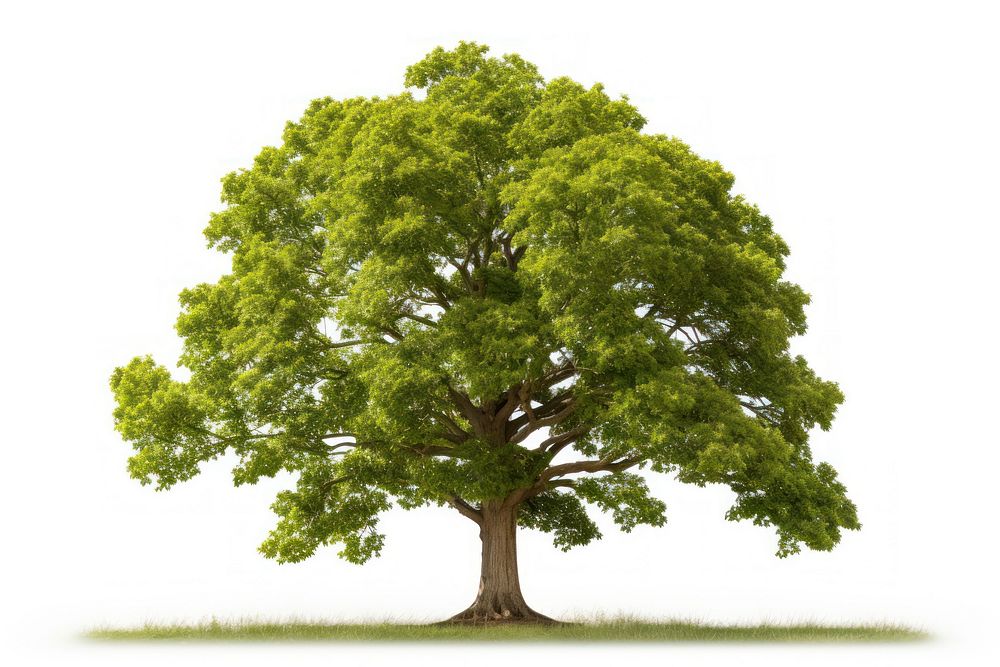 Hazel plant tree nature. AI | Free Photo - rawpixel