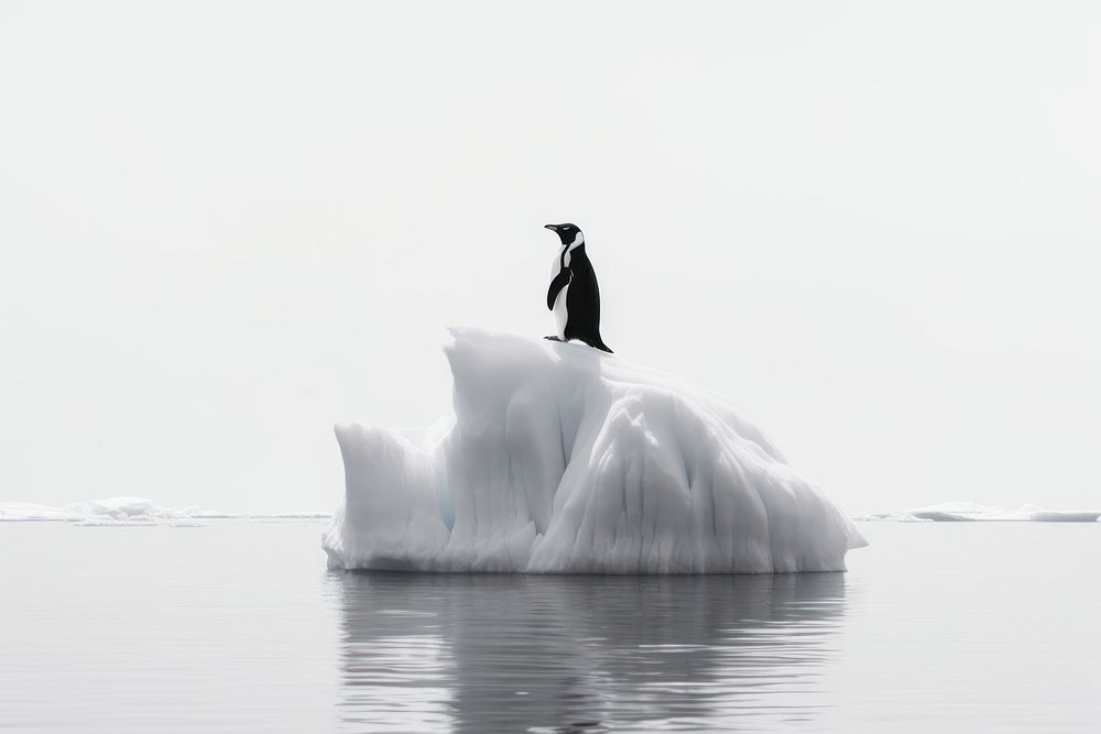 Penguin iceberg outdoors nature animal. | Free Photo - rawpixel