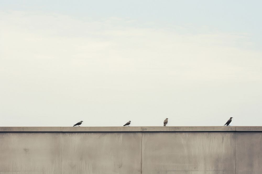 Three birds architecture outdoors animal. | Premium Photo - rawpixel