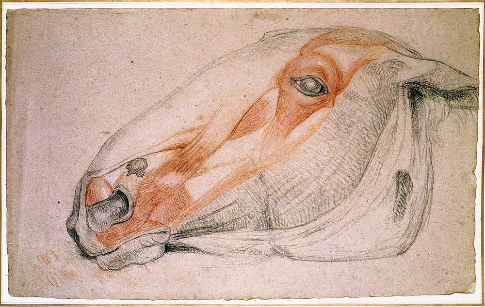 muscles head horse. Chalk drawing | Free Photo Illustration - rawpixel