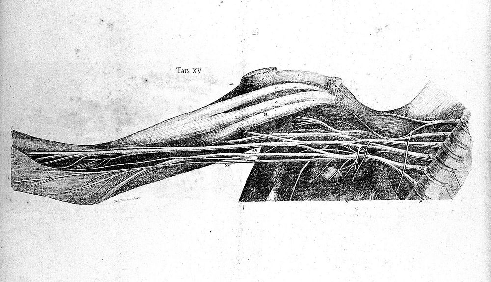Observations structure functions nervous system | Free Photo ...