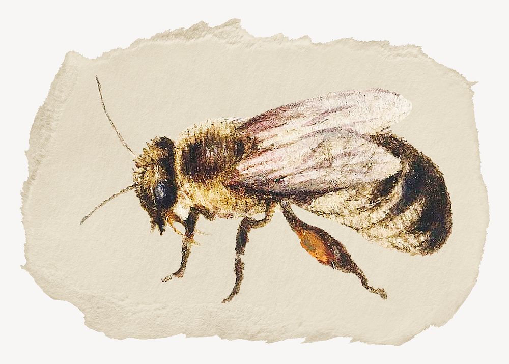 Vintage bee, insect ripped paper | Premium Photo - rawpixel