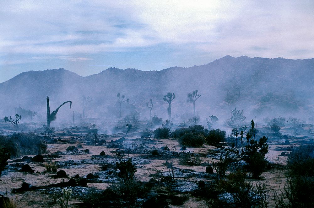 Post-wildfire scene Joshua Tree National | Free Photo - rawpixel