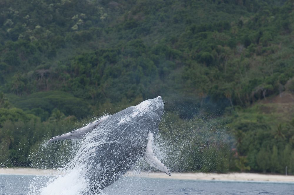 Whale Research in Rarotonga, September | Free Photo - rawpixel
