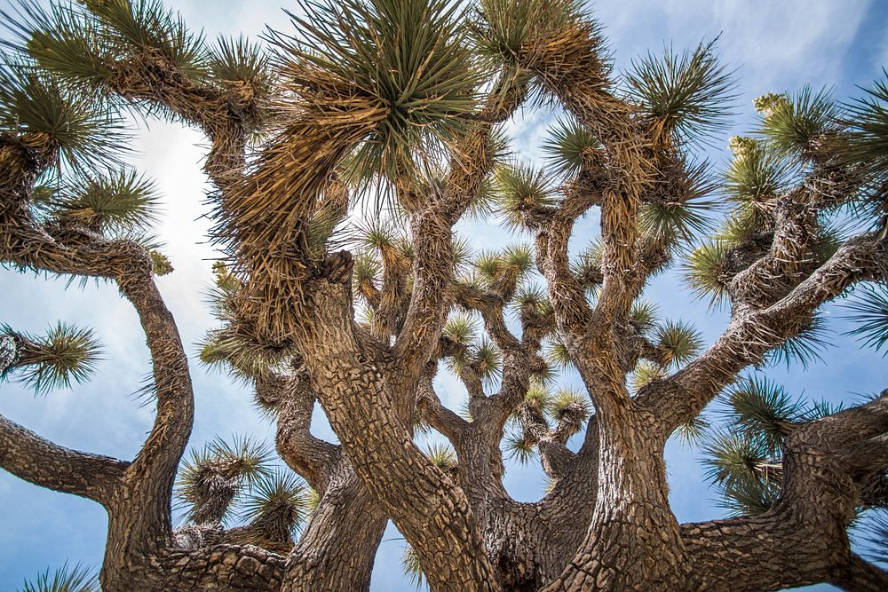 Large Joshua tree on Panorama | Free Photo - rawpixel