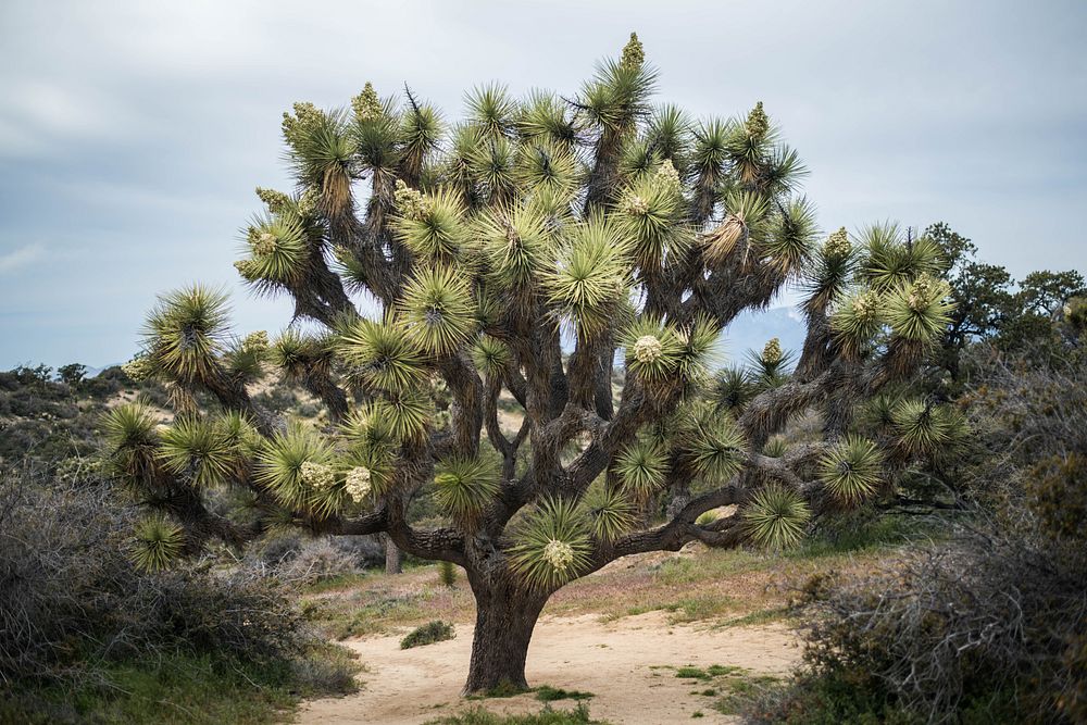 Large Joshua tree on Panorama | Free Photo - rawpixel
