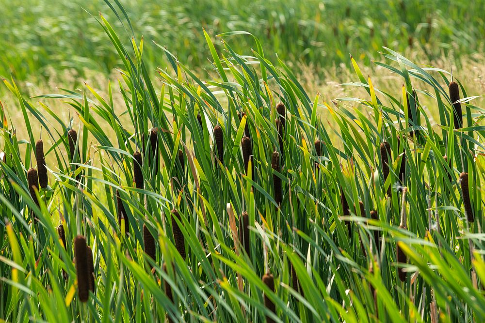 Field of cattail with pivot | Free Photo - rawpixel