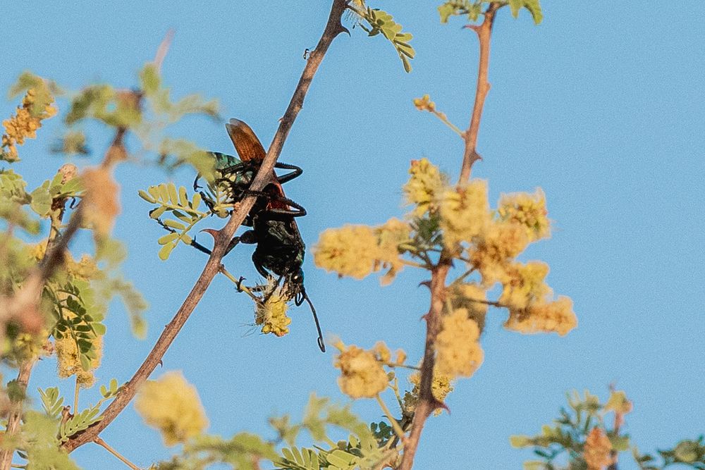 Tarantula Hawk | Free Photo - rawpixel