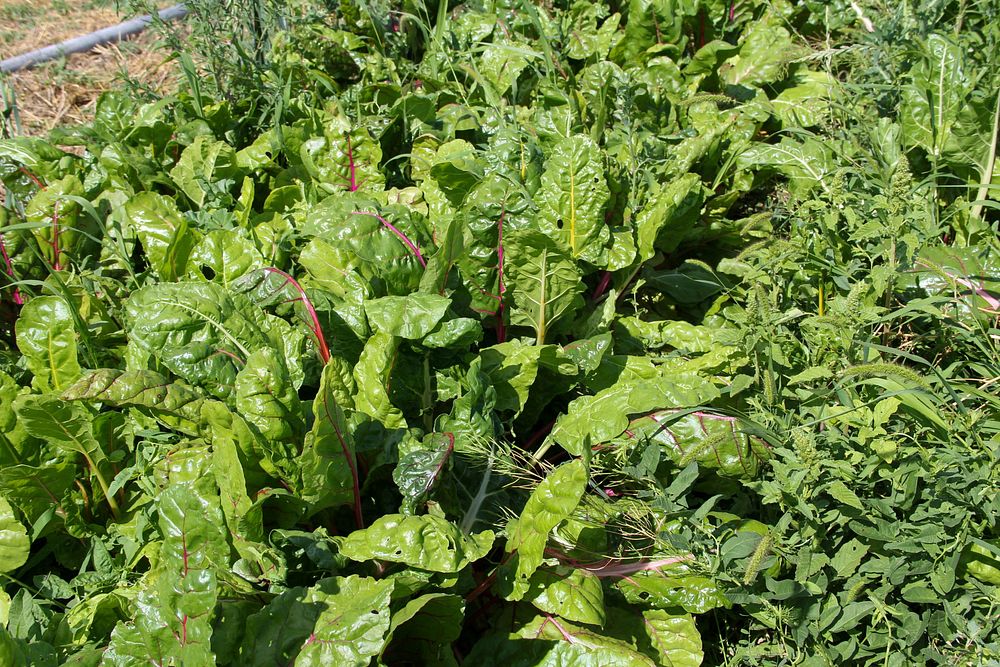 Rainbow chard grows field Peaceful | Free Photo - rawpixel