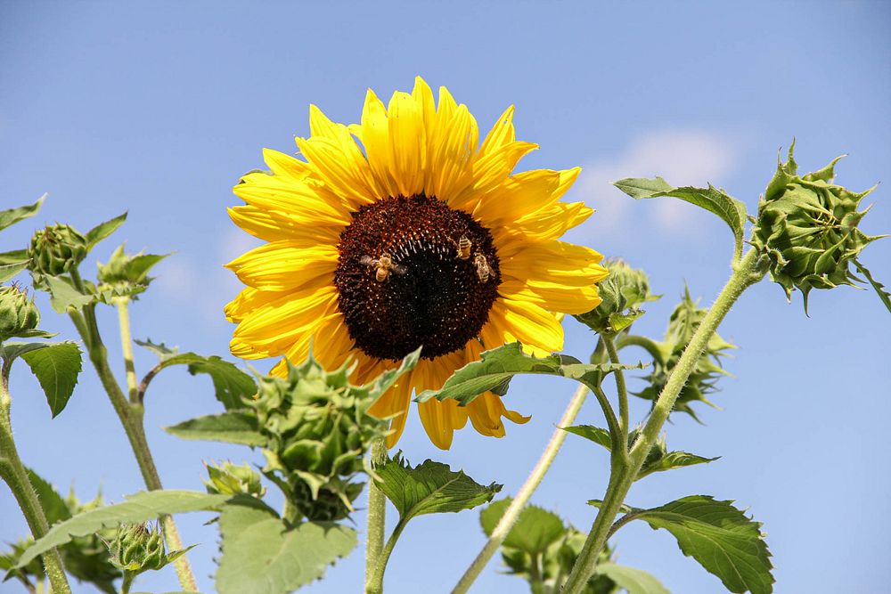 sunflower bees grows Peaceful Belly | Free Photo - rawpixel