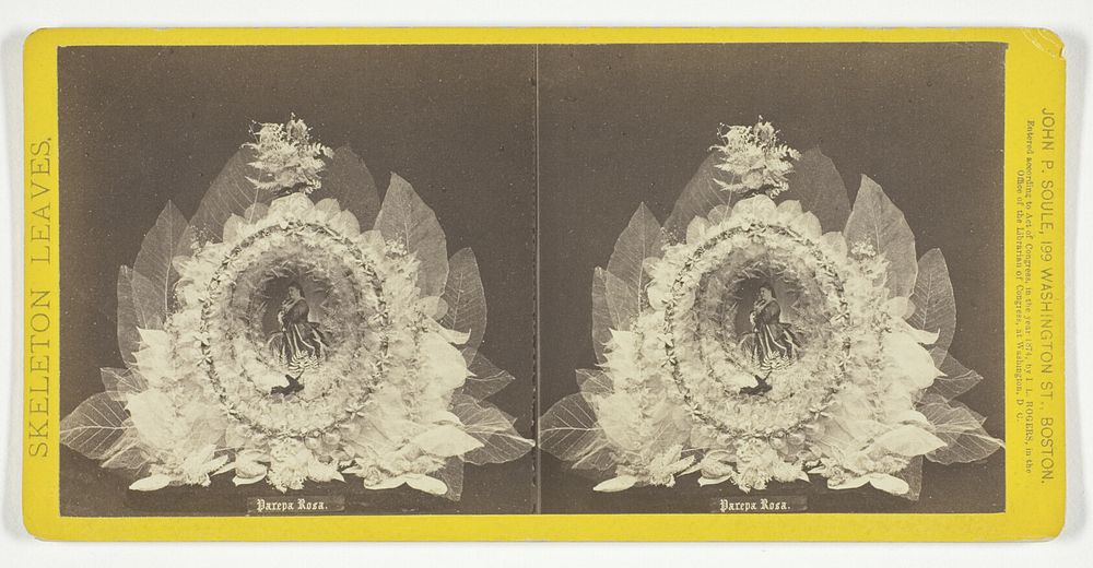 Parepa Rosa, series "Skeleton Leaves" | Free Photo - rawpixel