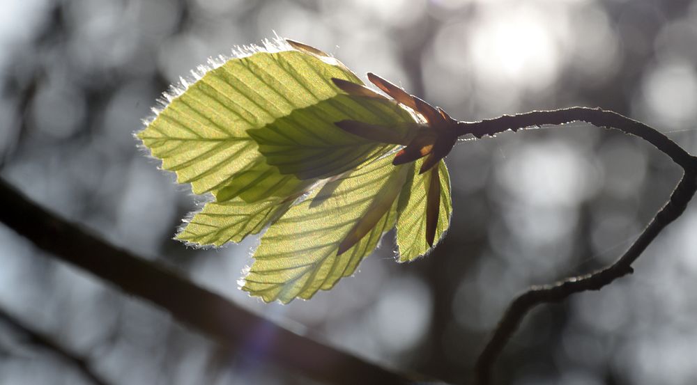 Young leavesLooking forward to spring | Free Photo - rawpixel