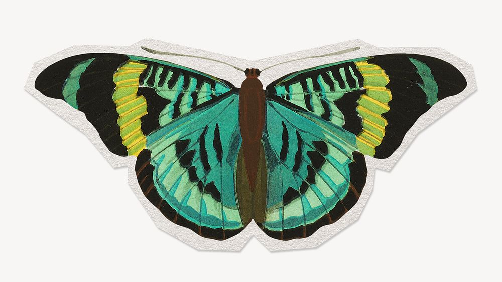 E.A. Séguy's green butterfly paper | Premium Photo - rawpixel