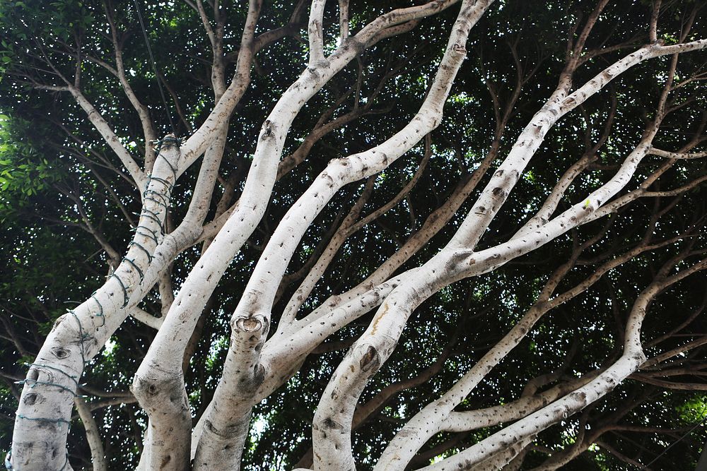 Tree's branches background, free public | Free Photo - rawpixel
