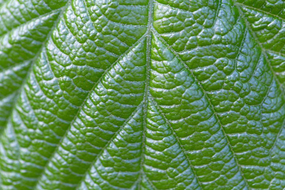 Free leaf photo, public domain | Free Photo - rawpixel