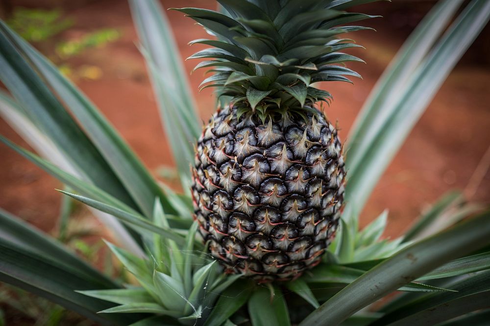 Pineapple, tropical fruit. Free public | Free Photo - rawpixel