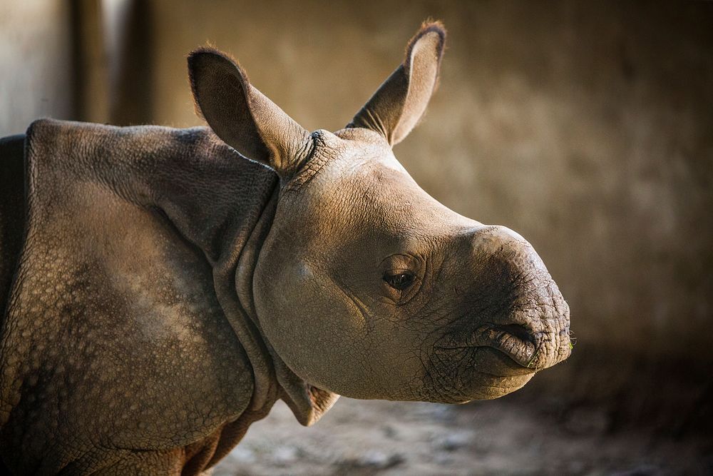 Baby rhino's face closeup, wildlife | Free Photo - rawpixel