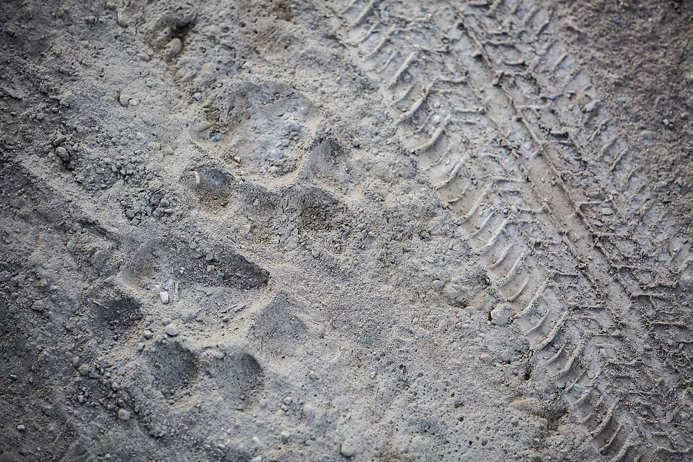 Tiger tracks next car tracks | Free Photo - rawpixel