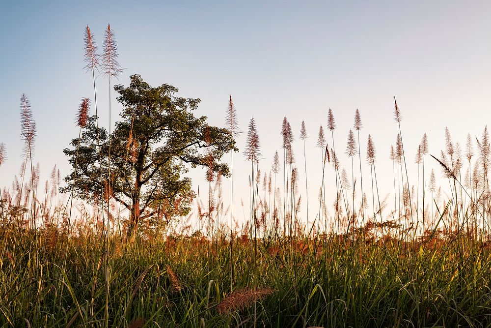 Meadow in early autumn. Free | Free Photo - rawpixel