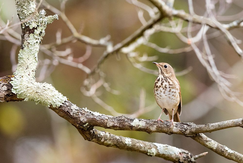Hermit Thrush, bird image. Free | Free Photo - rawpixel