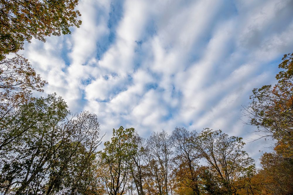 Cloud sky, forest tree in autumn. | Free Photo - rawpixel