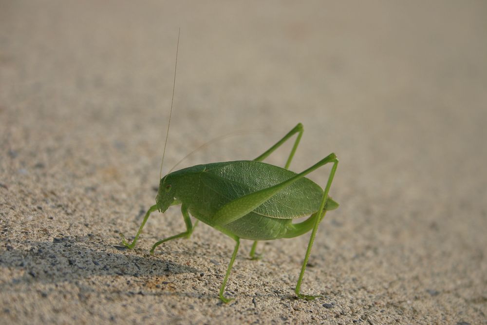Katydid, insect. Free public domain | Free Photo - rawpixel