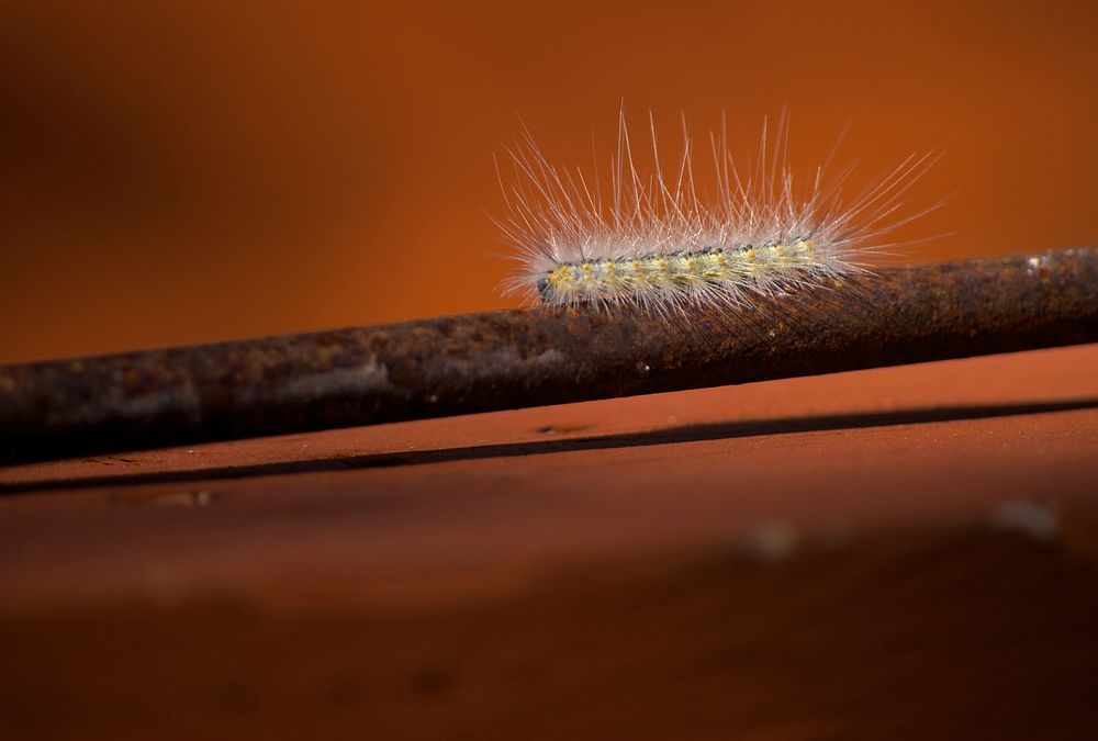 Warm insect. Free public domain | Free Photo - rawpixel