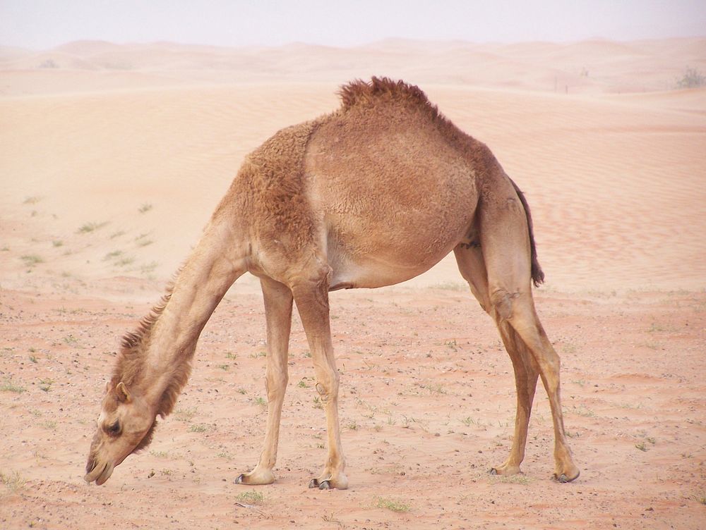Camel standing alone sand. Free | Free Photo - rawpixel
