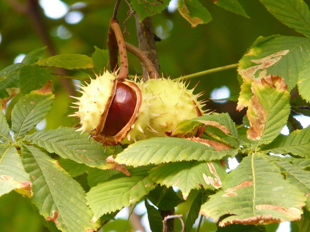 Closeup chestnut shell tree. Free | Free Photo - rawpixel