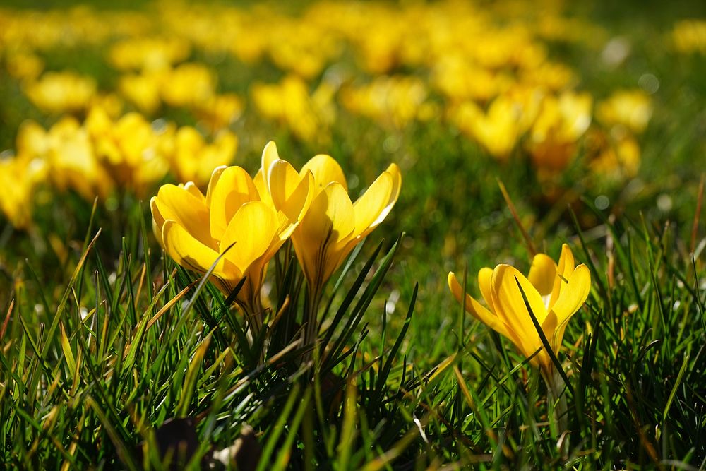 Yellow crocus background. Free public | Free Photo - rawpixel