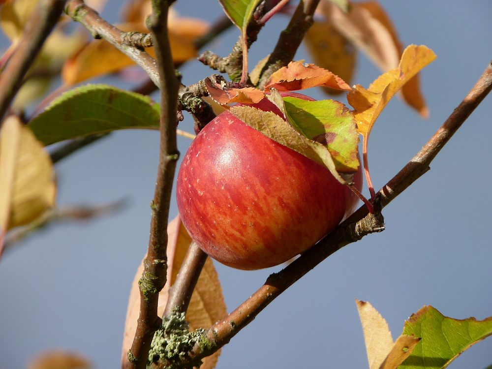 Closeup red apple hanging tree. | Free Photo - rawpixel