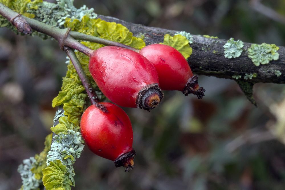 Closeup rose hip plant. Free | Free Photo - rawpixel