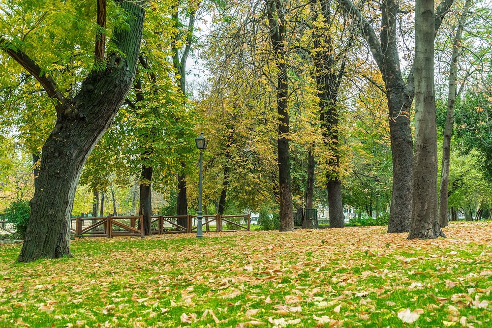 Park fall season. Free public | Free Photo - rawpixel