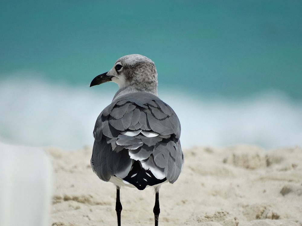 Laughing gull back close up. | Free Photo - rawpixel