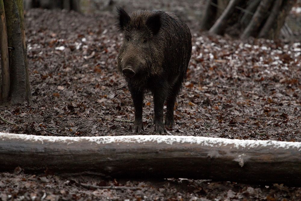 Forest Pig Images | Free Photos, PNG Stickers, Wallpapers & Backgrounds ...