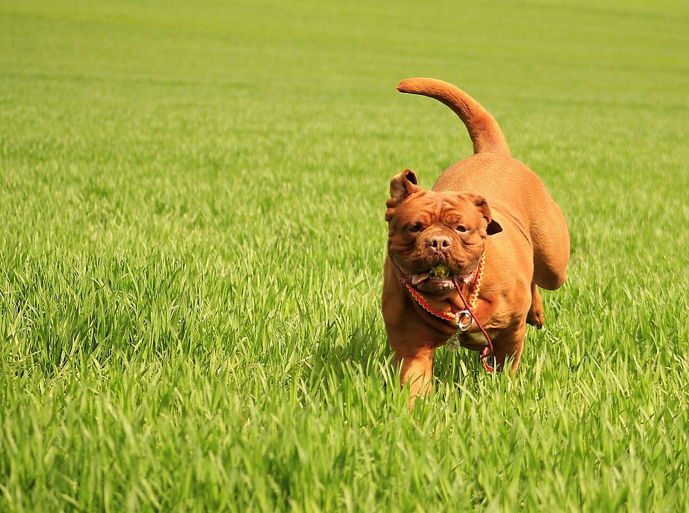 Brown dog walking on grass | Free Photo - rawpixel