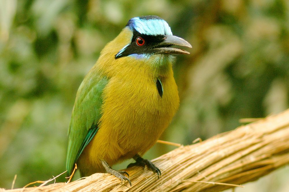 Amazonian Motmot Images | Free Photos, PNG Stickers, Wallpapers ...
