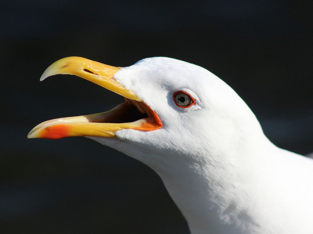 Seagull face close up. Free | Free Photo - rawpixel