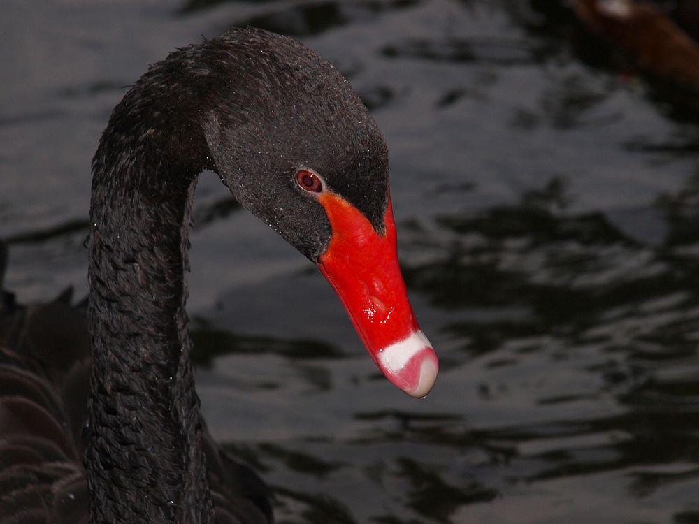 Black swan face close up. | Free Photo - rawpixel
