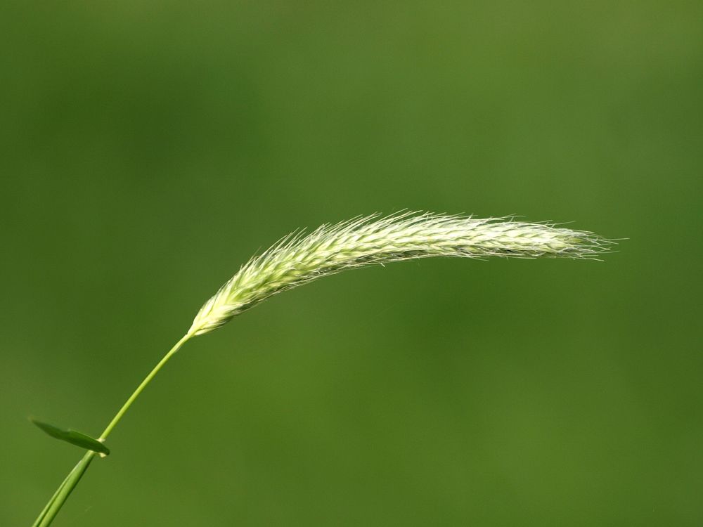 Grass photo. Free public domain | Free Photo - rawpixel