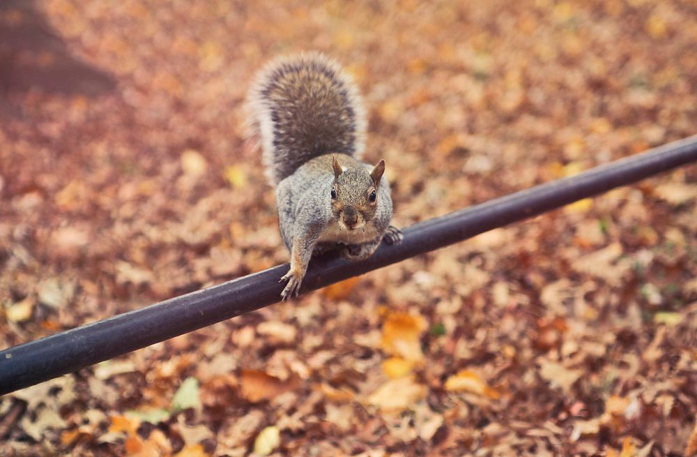 Free squirrel autumn image, public | Free Photo - rawpixel